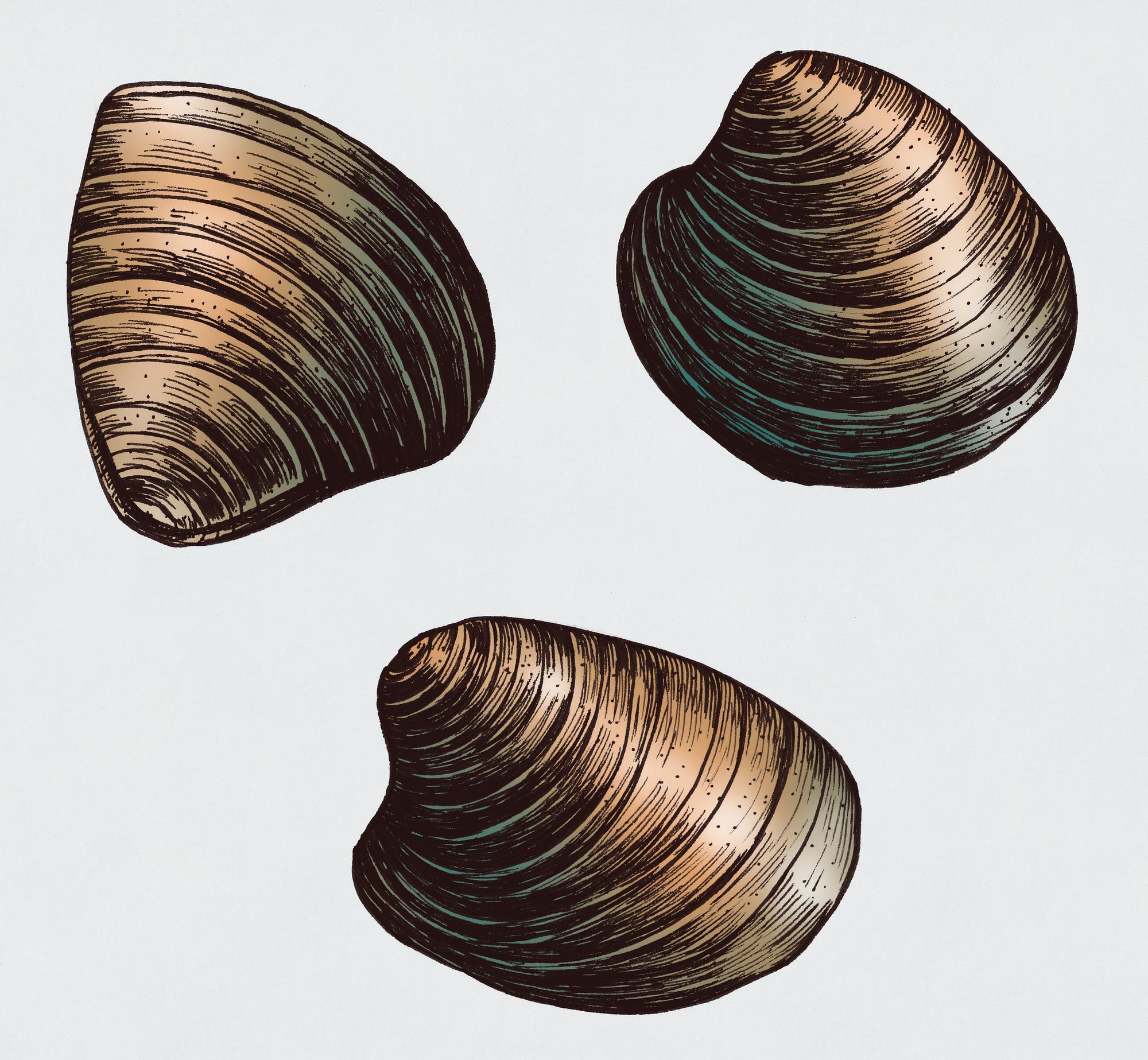 Barrier Reef Molluscs And Planarians From The Free Public Domain