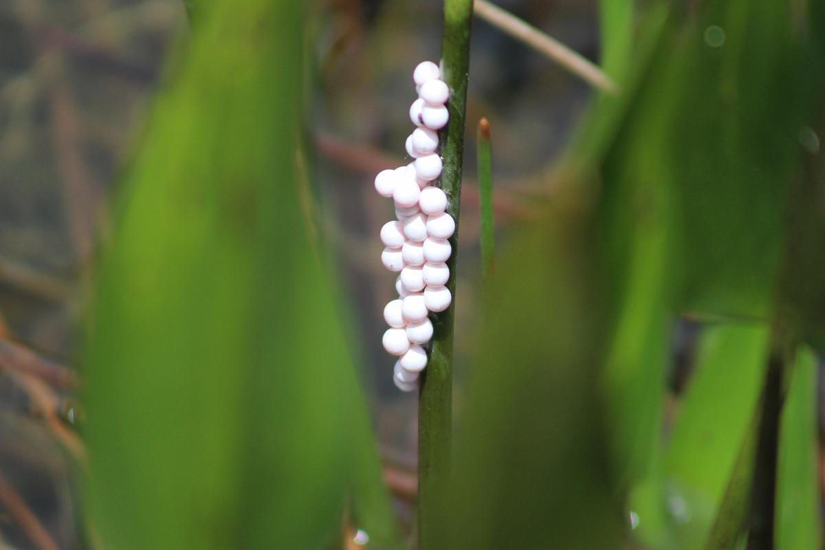 Florida Apple Snail Eggs Free Photo Rawpixel