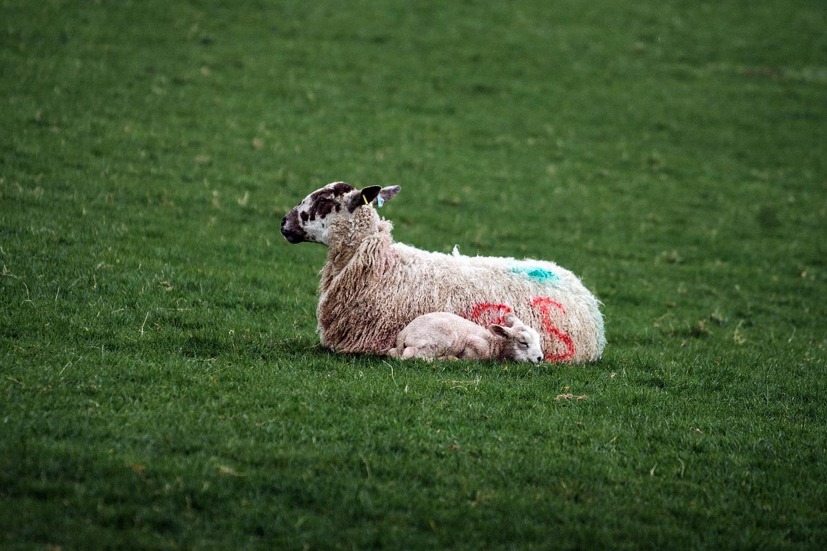 Swaledale Sheep At A Farm Free Photo Rawpixel