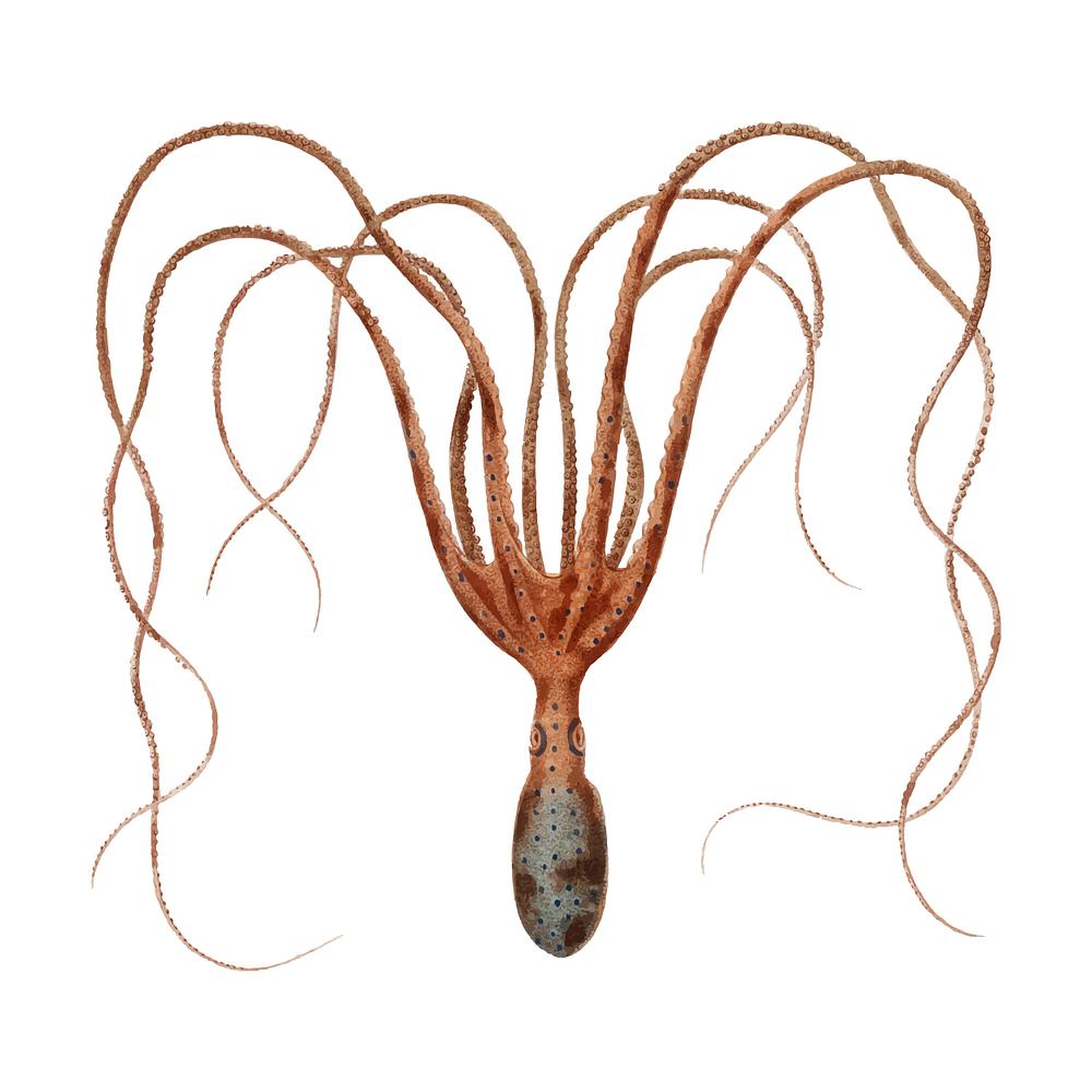 Barrier Reef Molluscs And Planarians From The Free Public Domain