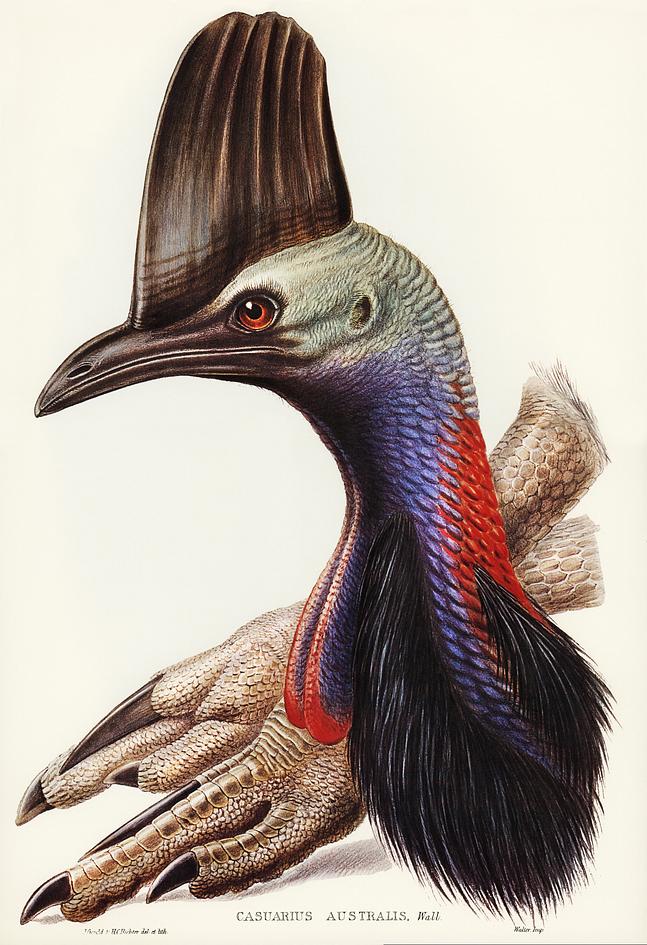 Australian Cassowary (Casuarius australis)illustrated by Elizabeth ... Australian Cassowary (Casuarius australis)illustrated by Elizabeth ...