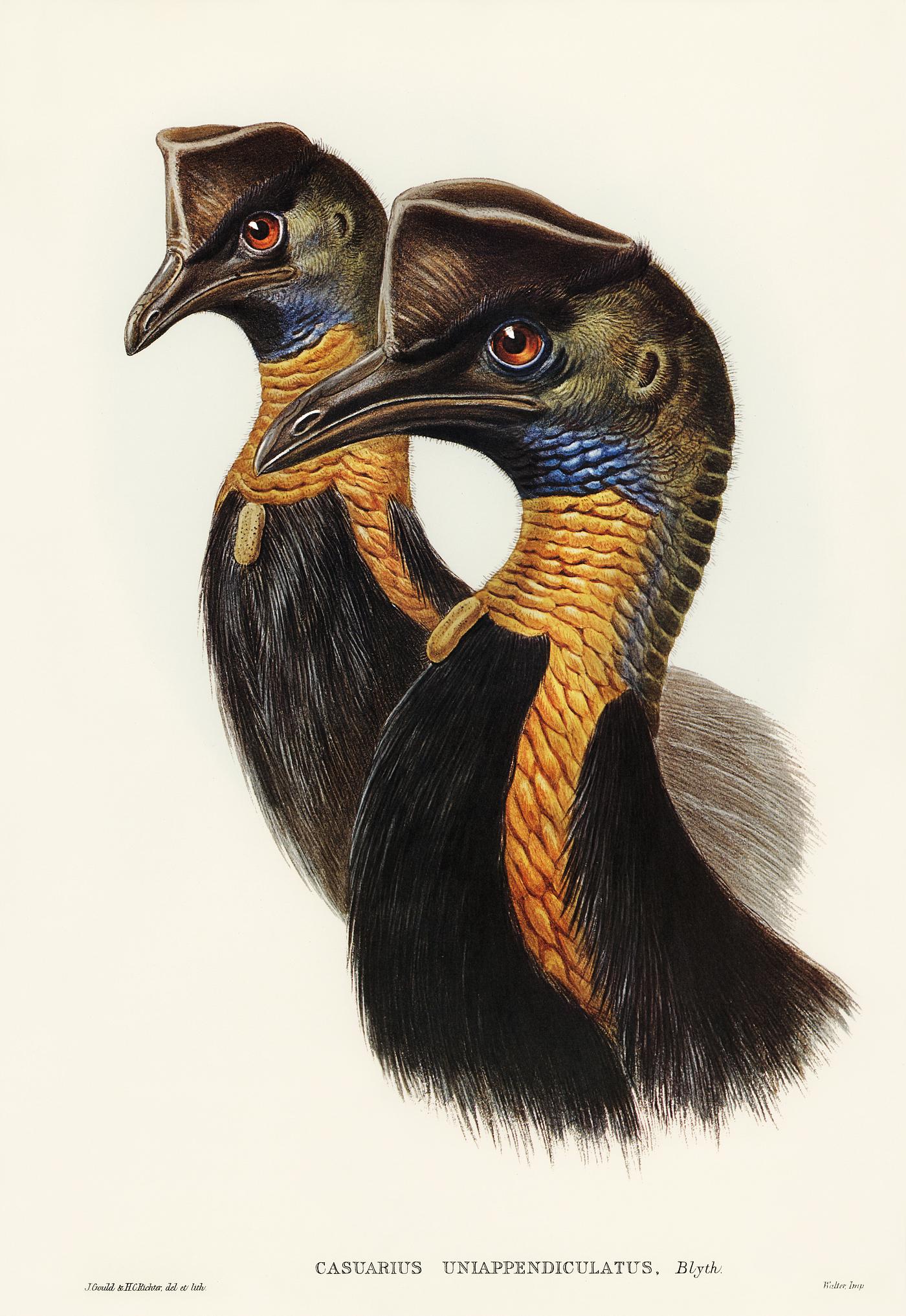 Australian Cassowary (Casuarius australis)ill.. | Free public domain ... Australian Cassowary (Casuarius australis)ill.. | Free public domain ...