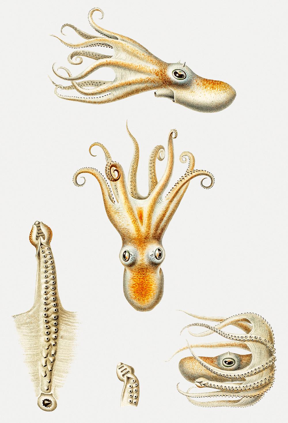 Barrier Reef Molluscs And Planarians From The Free Public Domain