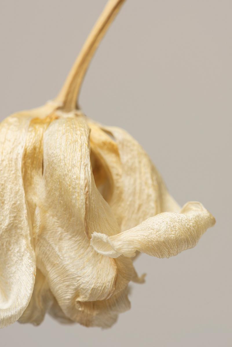 Dried Tulip Flower On A Gray Premium Photo Rawpixel