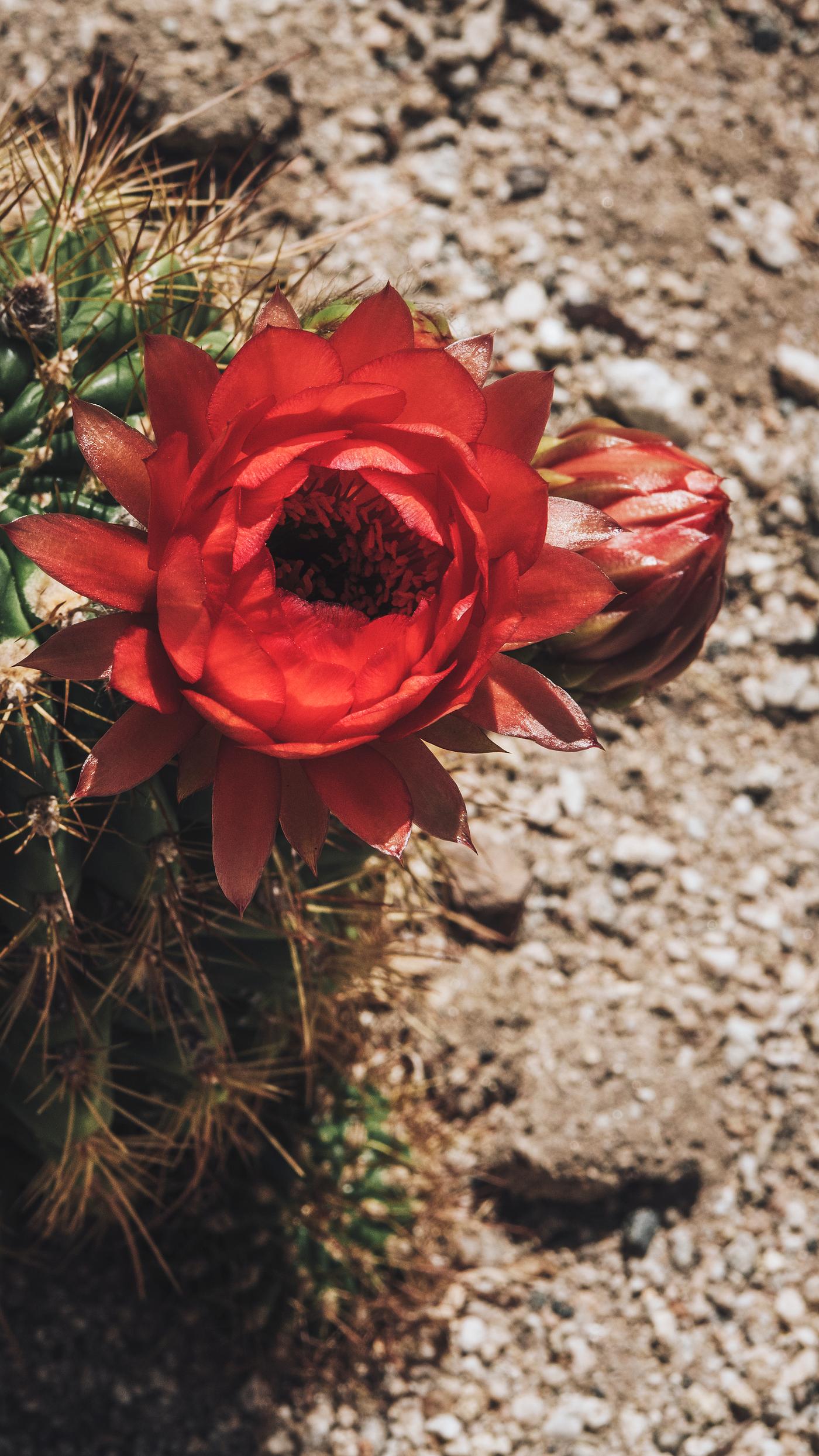 Cactus Growing Botany Nature Environmental Thorn Concept Free Stock