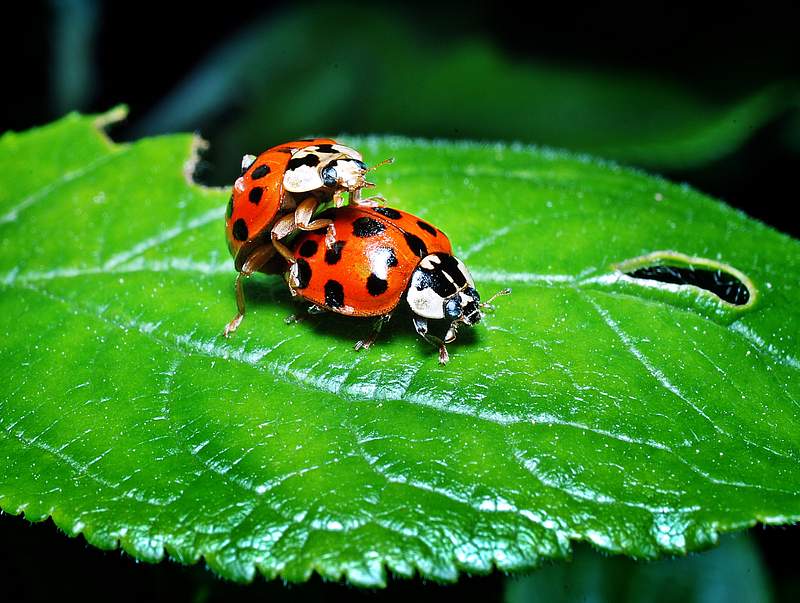 Sex Ladybug Images Free Photos Png Stickers Wallpapers And Backgrounds Rawpixel