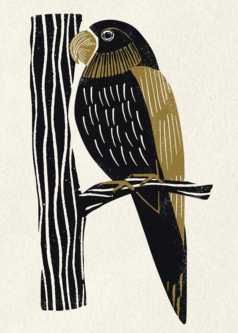 Black Cockatoo Images Free Vectors Pngs Mockups And Backgrounds Rawpixel