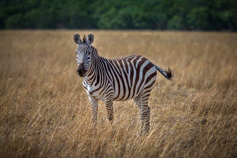 Zebra Background Images | Free Photos, PNG Stickers, Wallpapers ... Zebra Background Images | Free Photos, PNG Stickers, Wallpapers ...